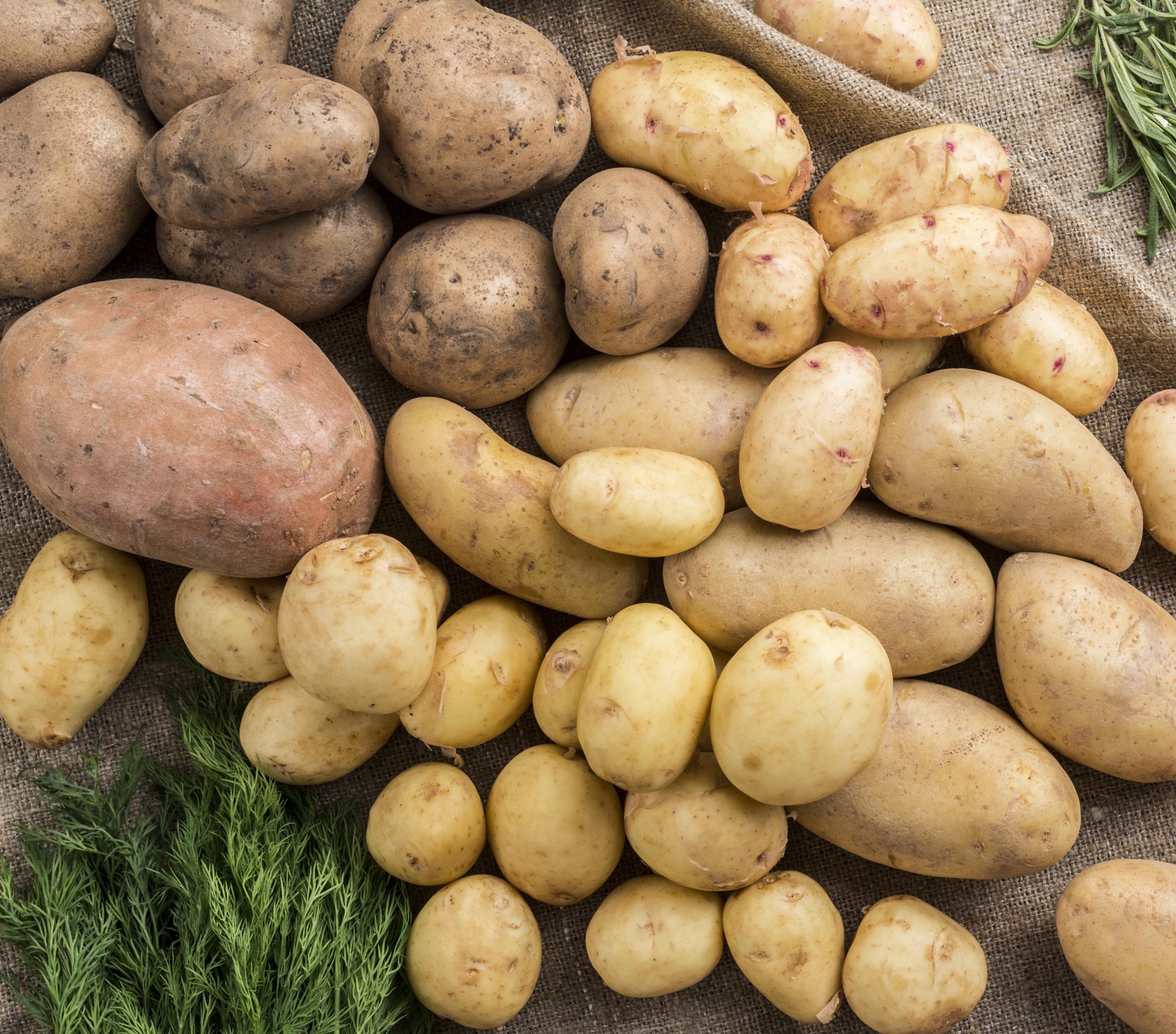 La Patata - Chefeel.com