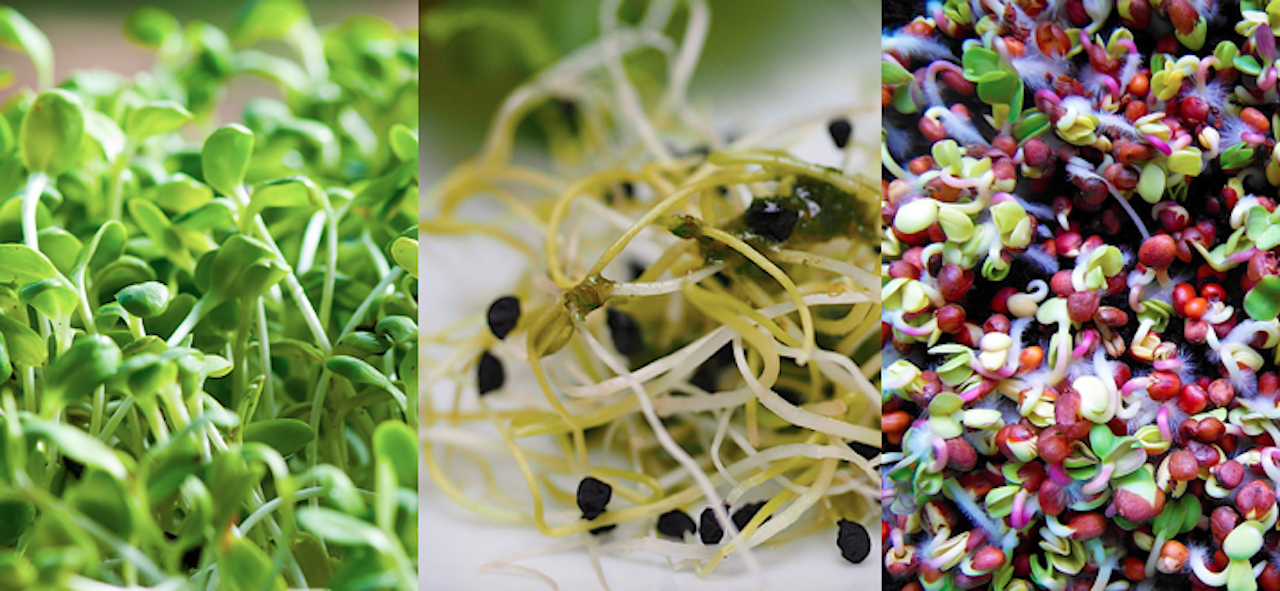 Germinados, Brotes y Microgreens - Chefeel.com
